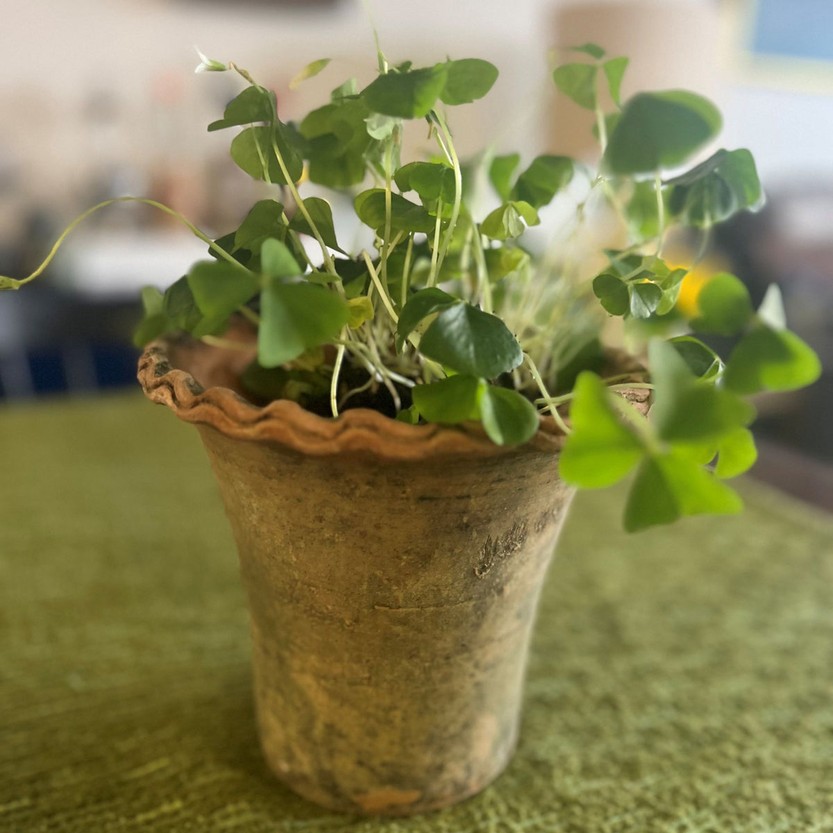 Aged Pie Crust Nursery Short Planter - 2X-Small – Goodee